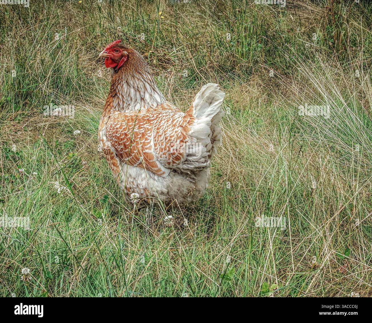 Free range chicken in the tall summer grass Stock Photo - Alamy
