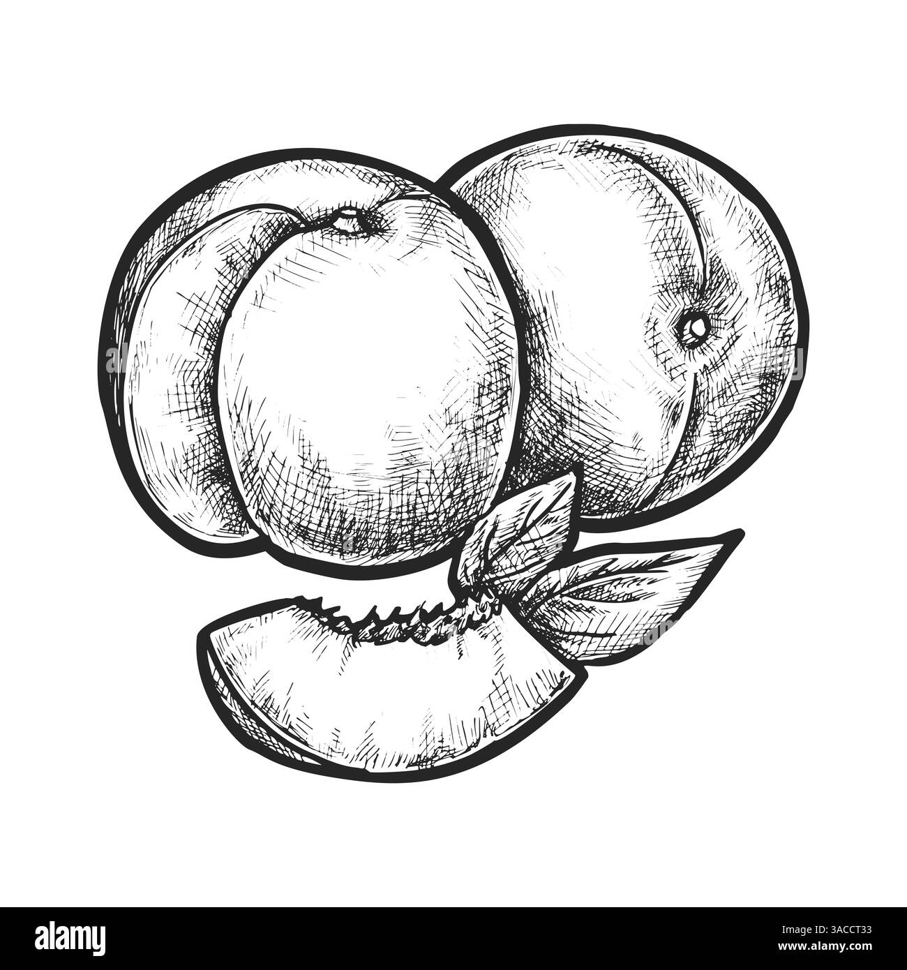 Vector peach or stone fruit sketch. Hand drawn summer plant food for ...