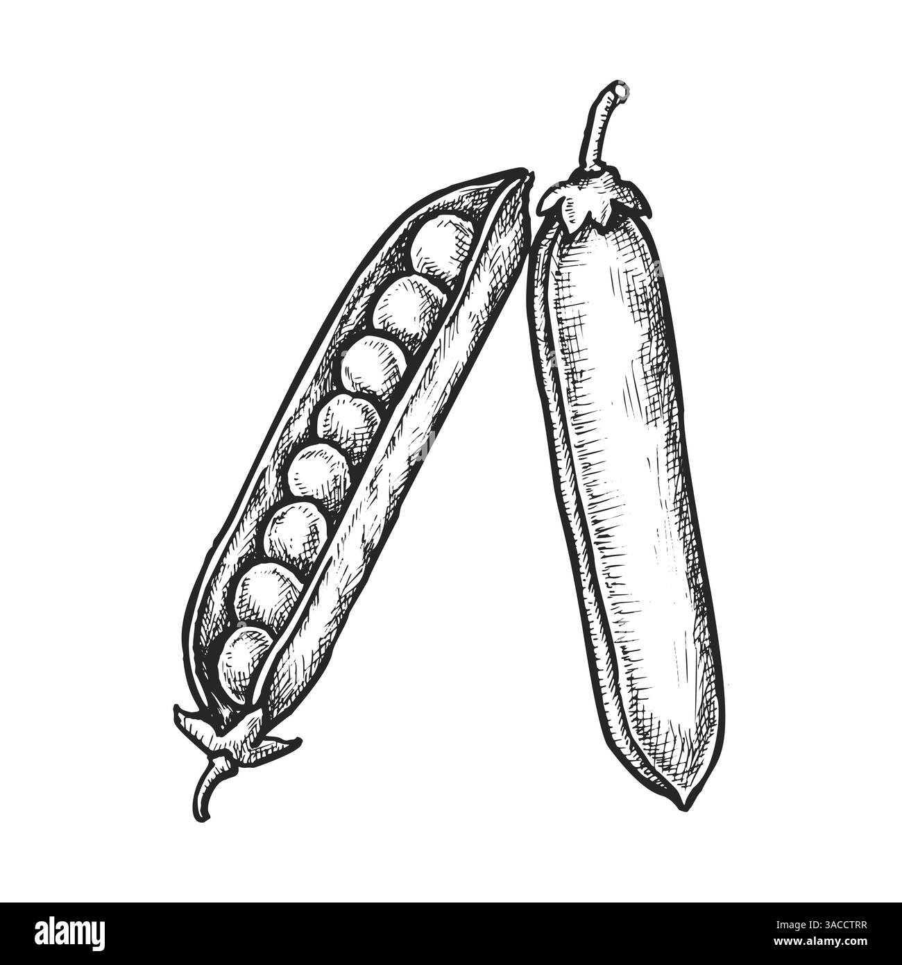 Pea plant drawing hi-res stock photography and images - Alamy