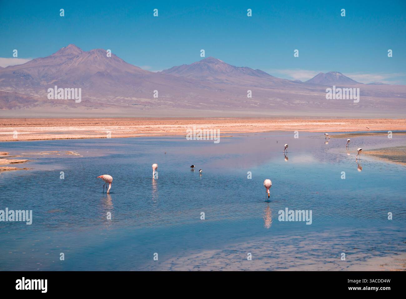 Andean flamingo feeding in the high-altitude wetland of Laguna Chaxa in ...