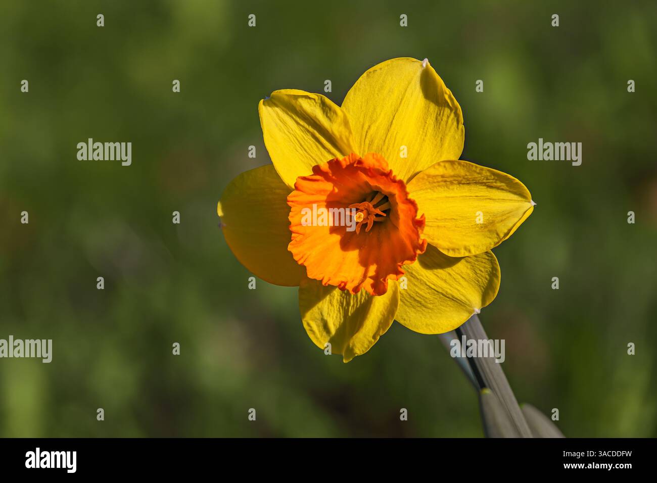Scarlet bloom hi-res stock photography and images - Alamy