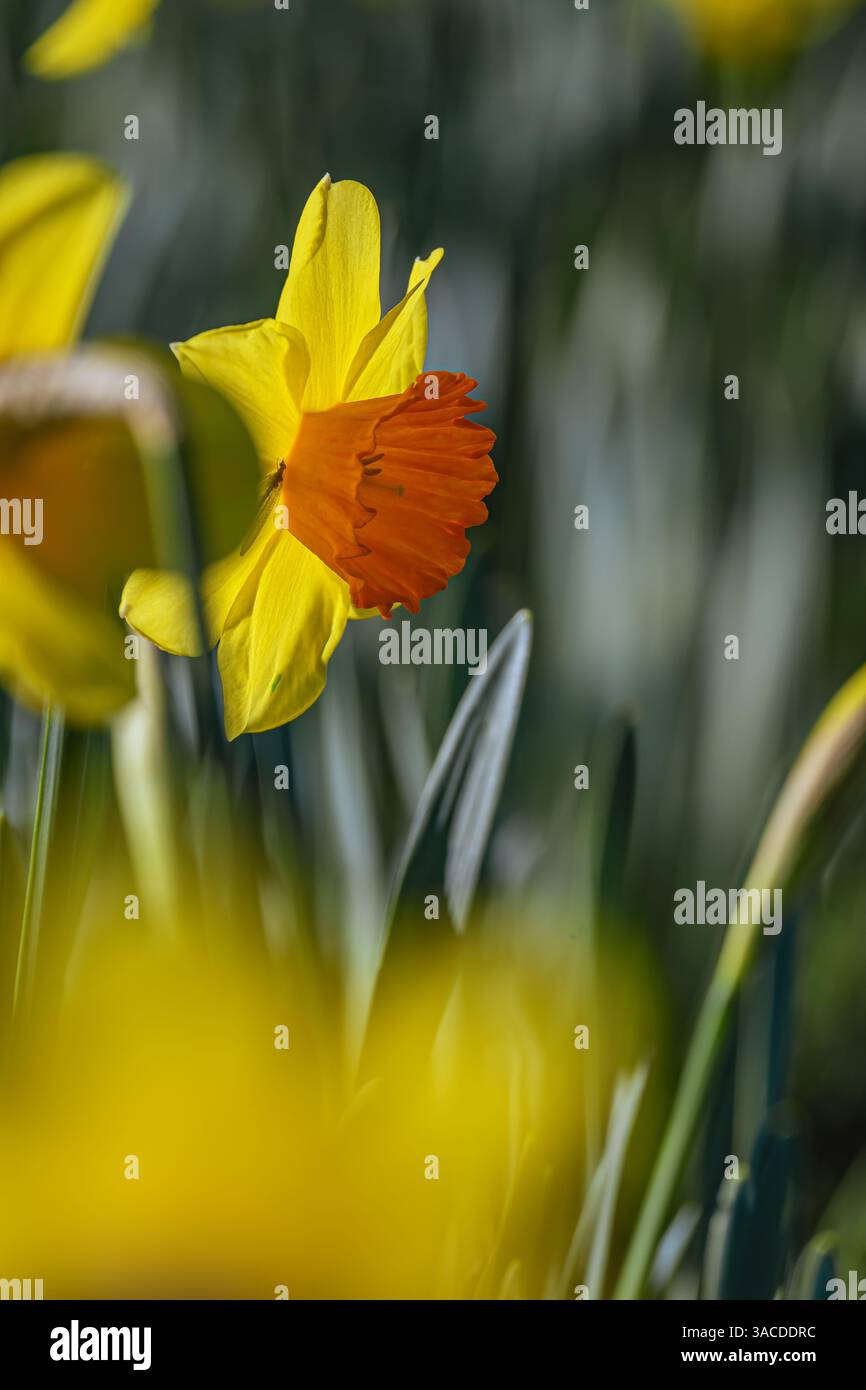Bright scarlet tulip flowers hi-res stock photography and images - Alamy