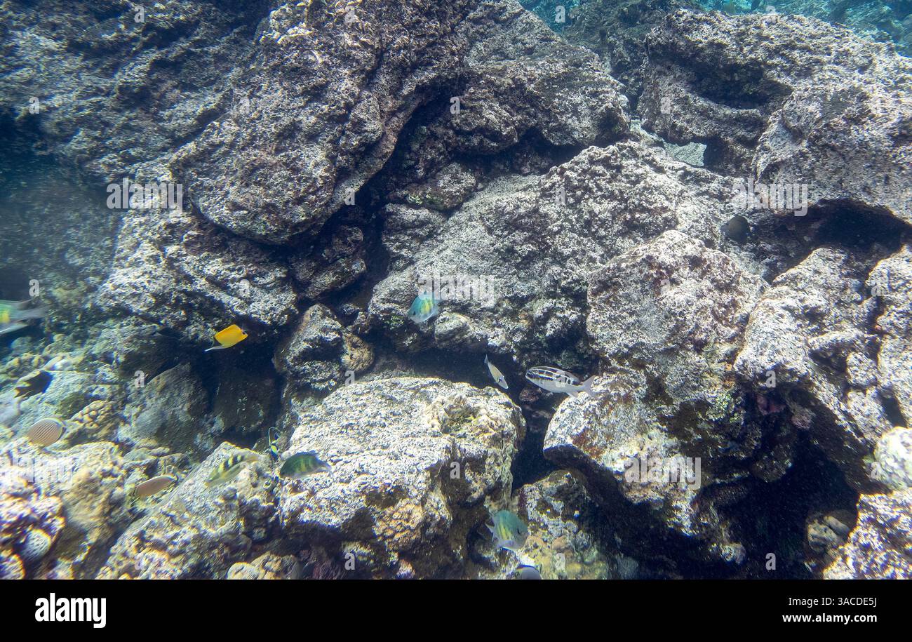 Striped Monocle Bream, Scolopsis lineata on Coral Reef at Banda Neira ...