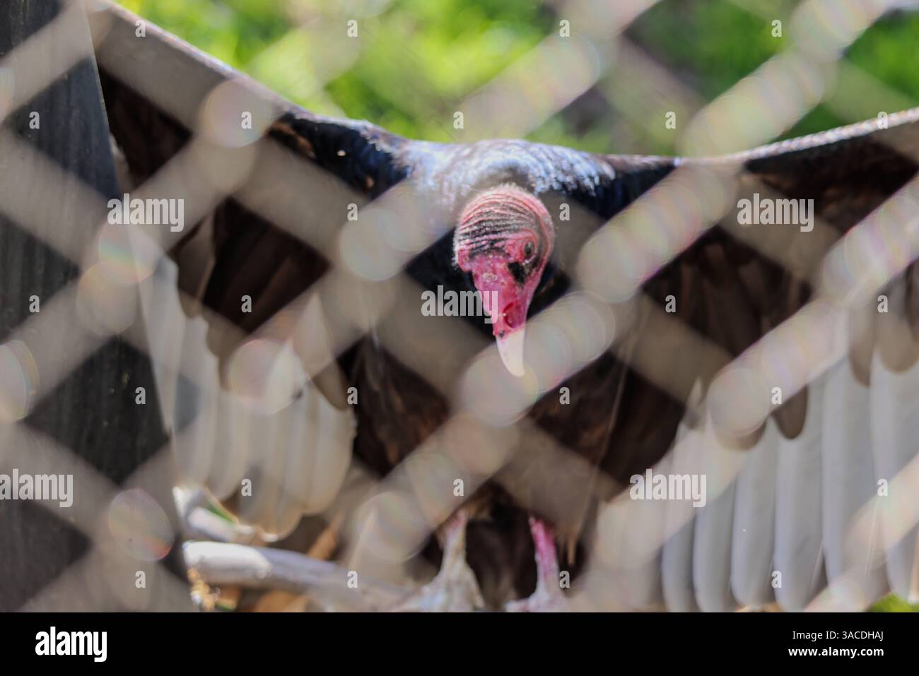 April 3, 2025, Santa Barbara, Ca, USA: Veronica the Vulture at the ...