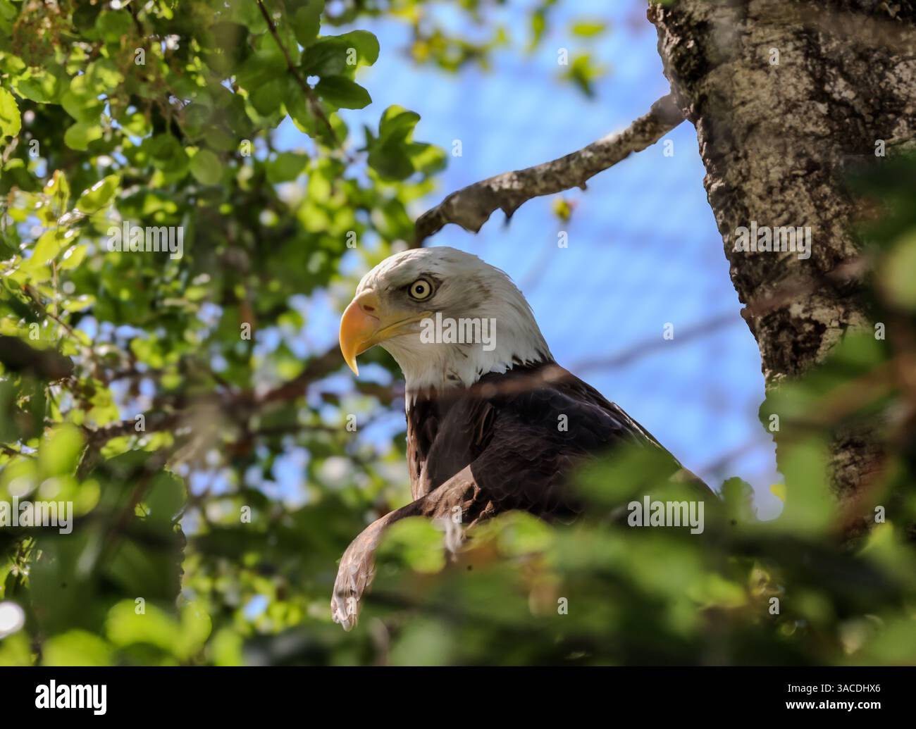 Santa Barbara, Ca, USA. 3rd Apr, 2025. Bald Eagle at the Santa Barbara ...