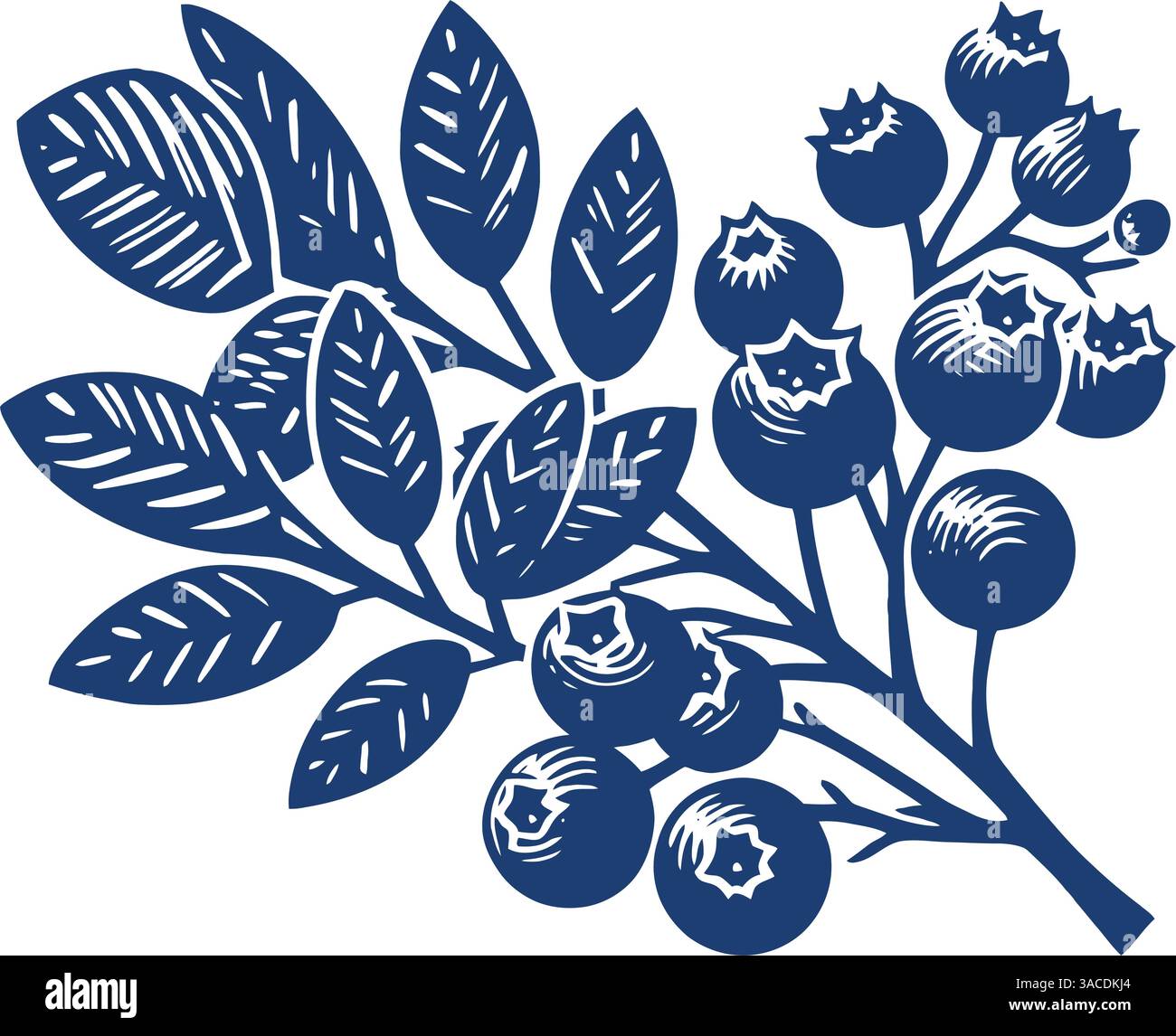 A vintage-style illustration of a blueberry plant, perfect for nature ...