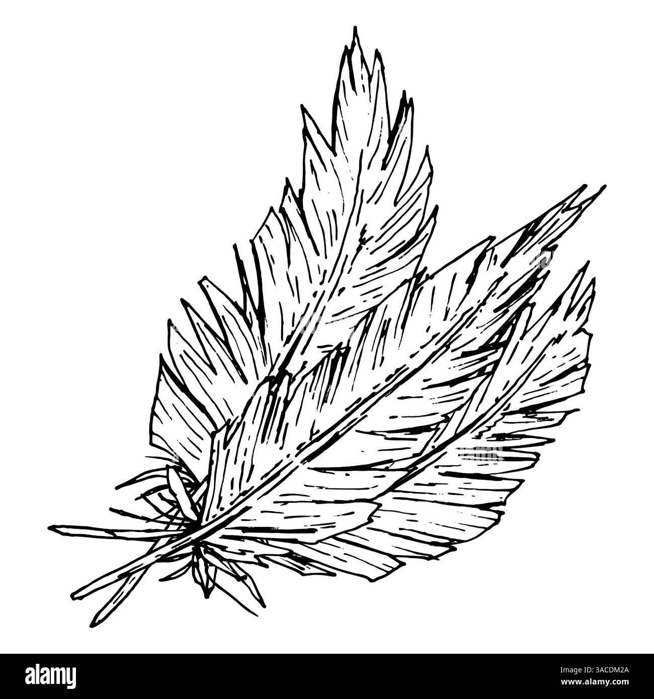 Vector illustration of three ink-drawn feathers in rustic line art ...