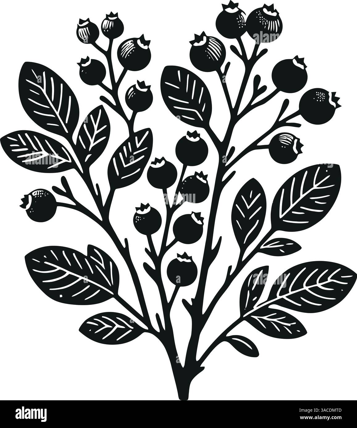 A vintage-style illustration of a blueberry plant, perfect for nature ...