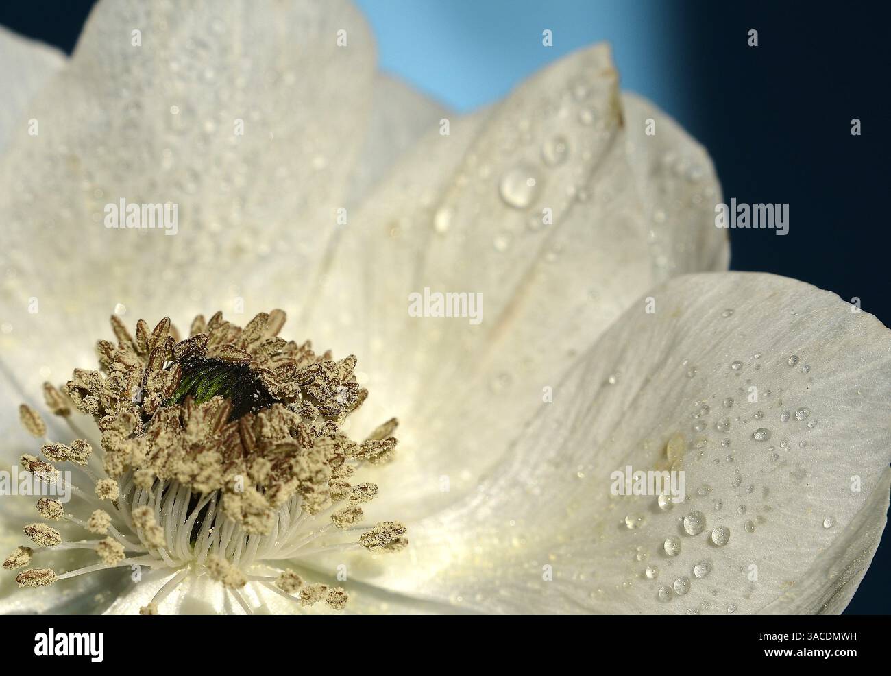 Early Spring Flower Anemone Coronaria,White Poppy Anemone Stock Photo ...