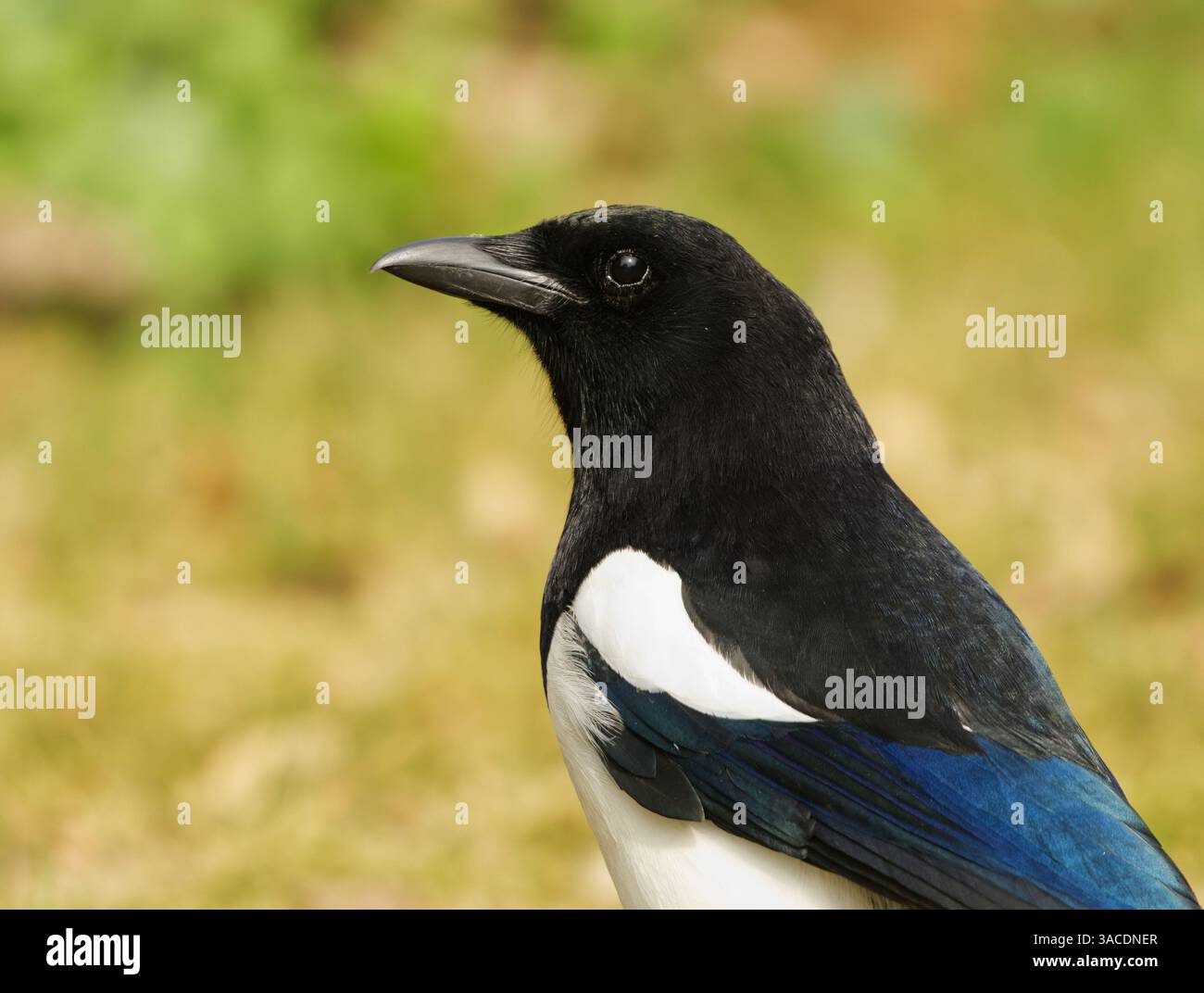 The Eurasian Magpie or Common Magpie (Pica pica) on the ground closeup ...
