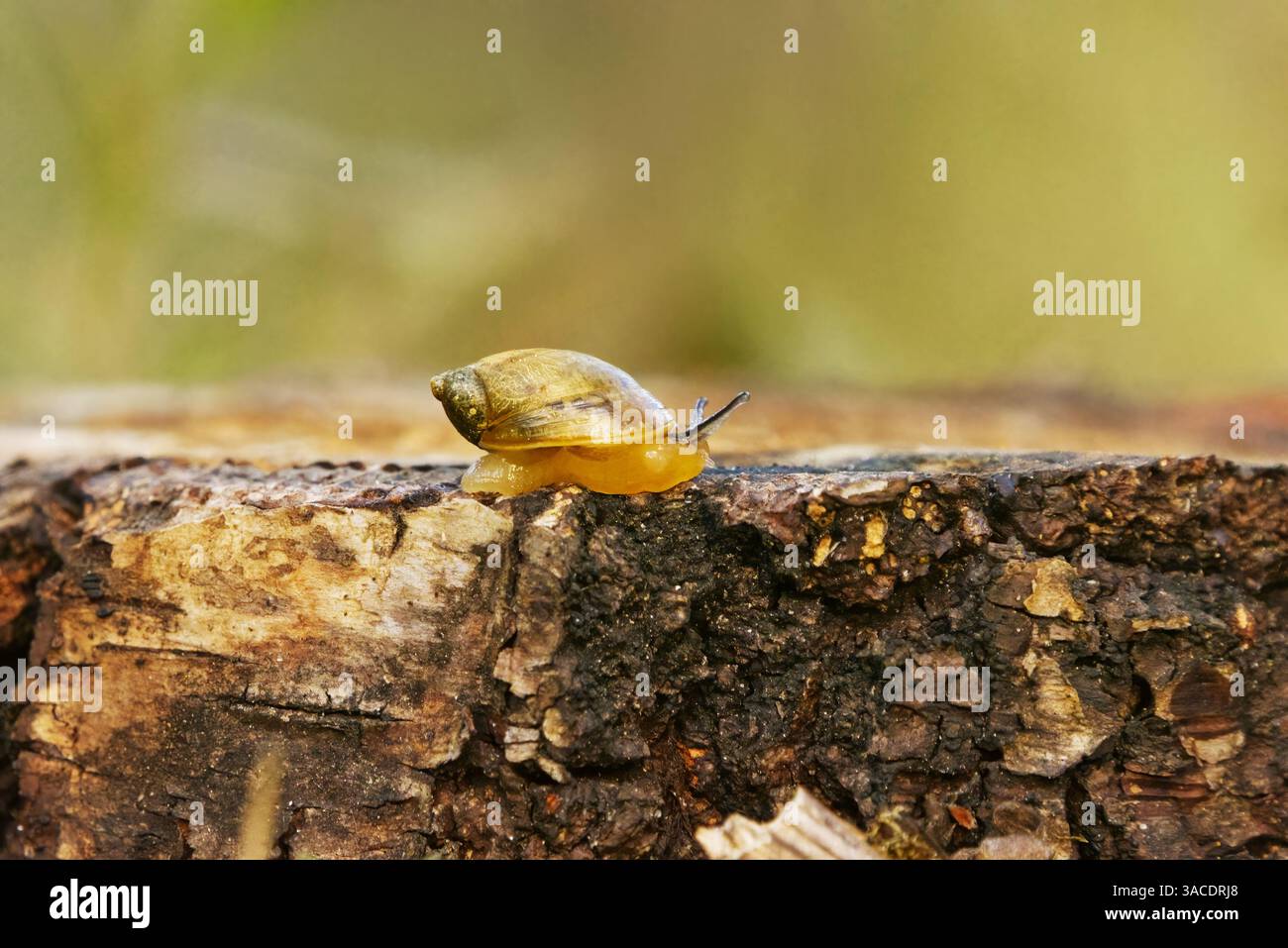 Succinea putris small air-breathing land snail in the family ...
