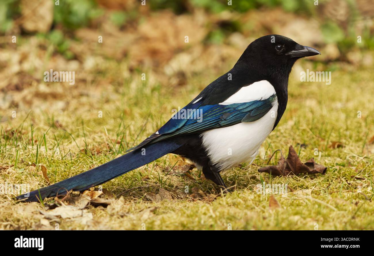 The Eurasian Magpie or Common Magpie (Pica pica) on the ground in ...
