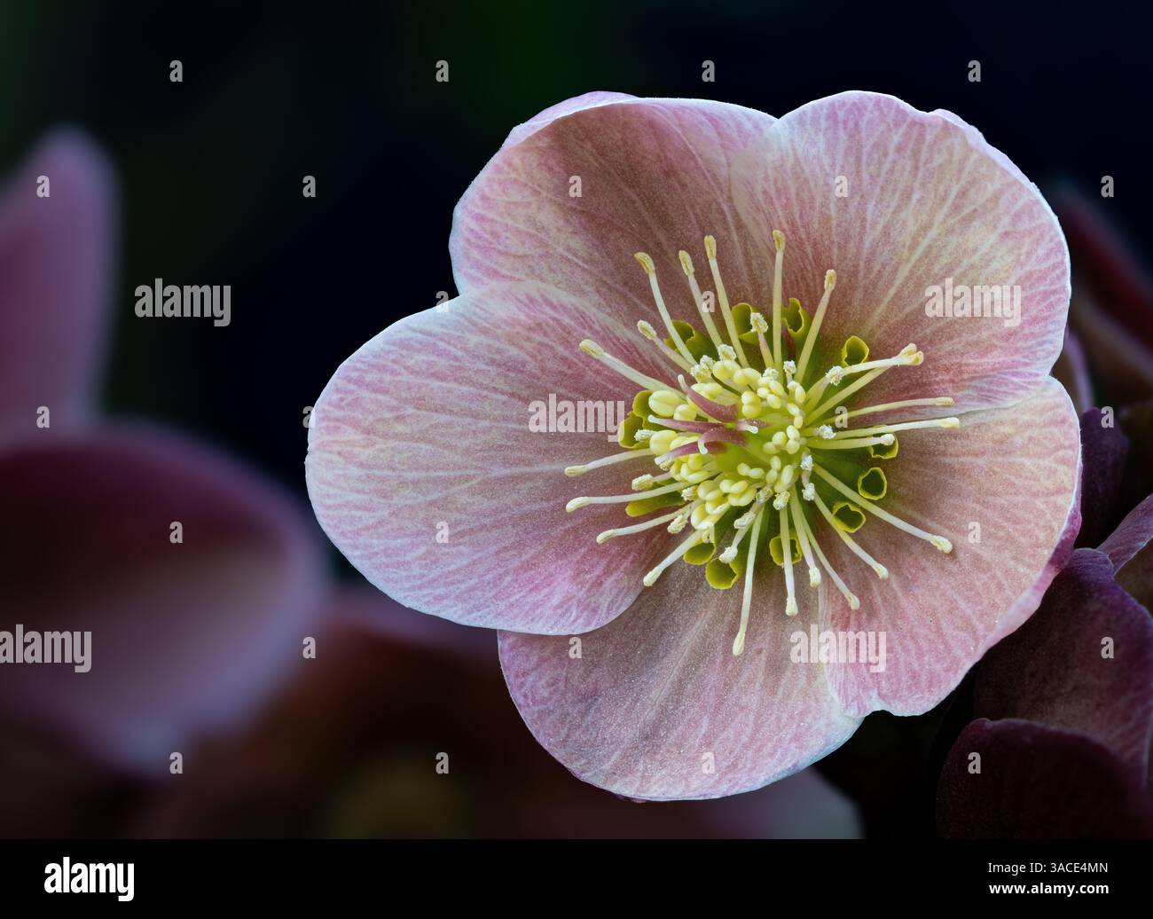 Annas head hi-res stock photography and images - Alamy