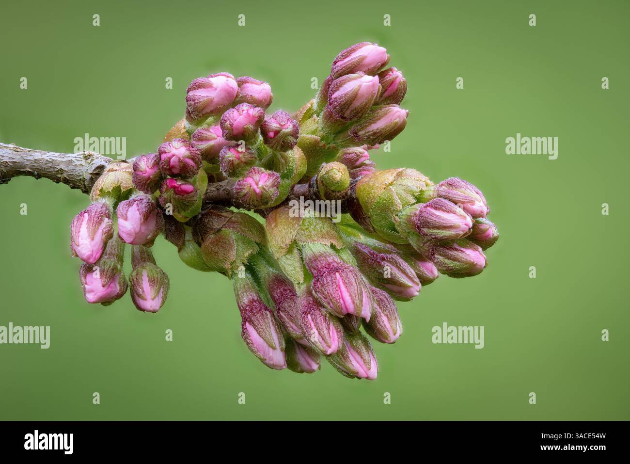 Cherry Blossom Buds Close-Up, Clean Background Stock Photo - Alamy
