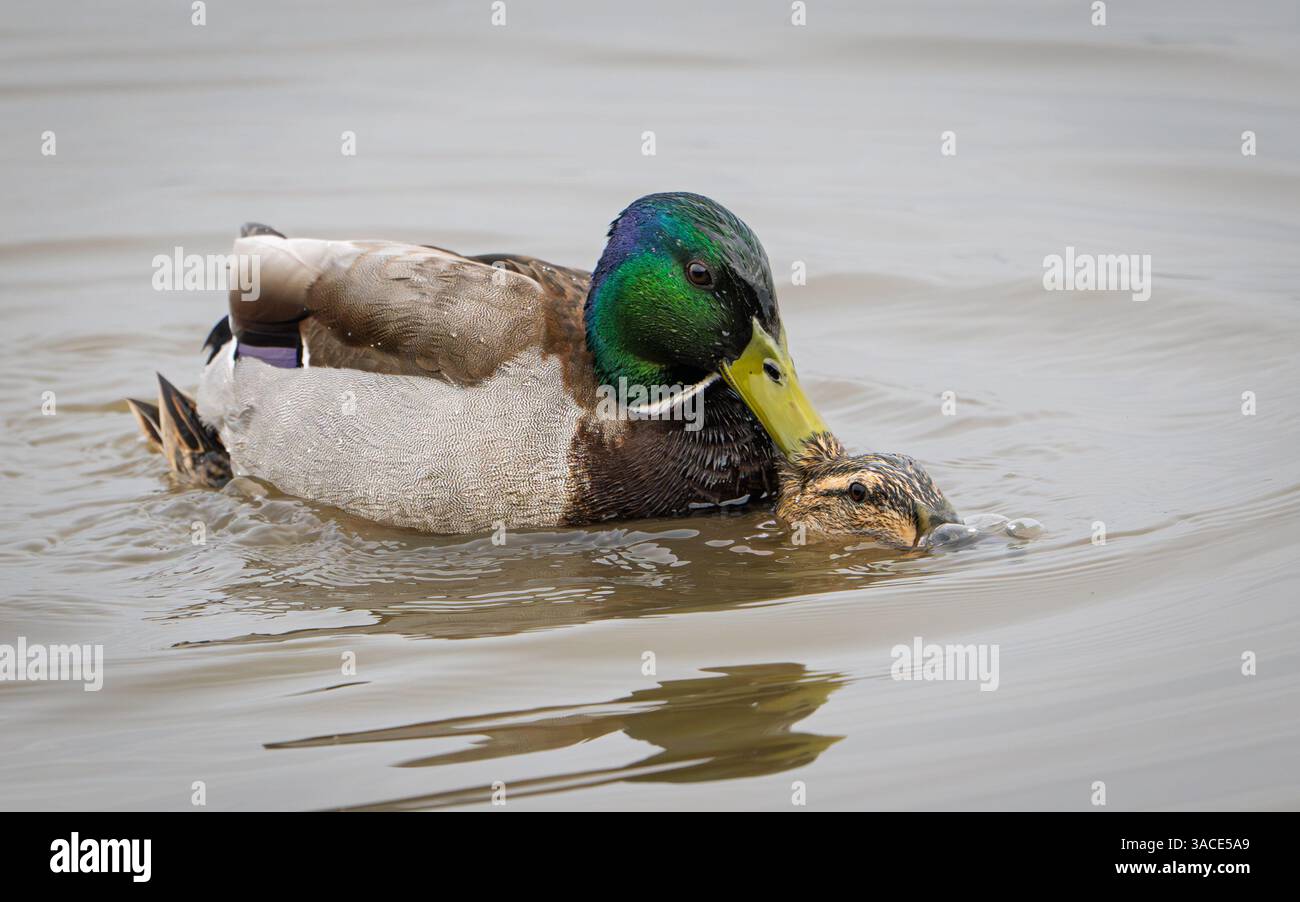 Mallard Ducks Mating in Water - Anas platyrhynchos Stock Photo - Alamy