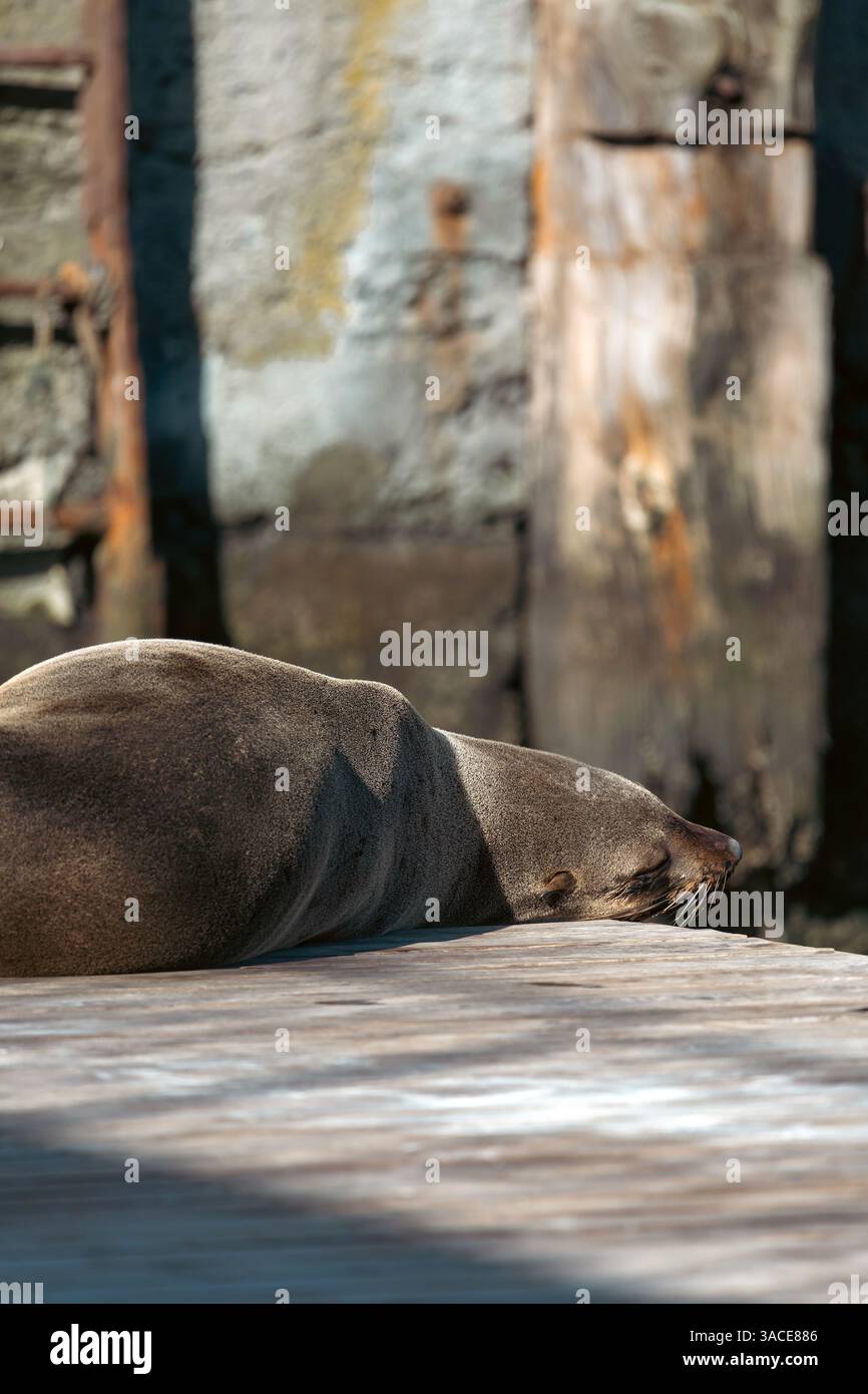 Cute South African, Cape fur seal sleeping on the pier. Cape Town ...