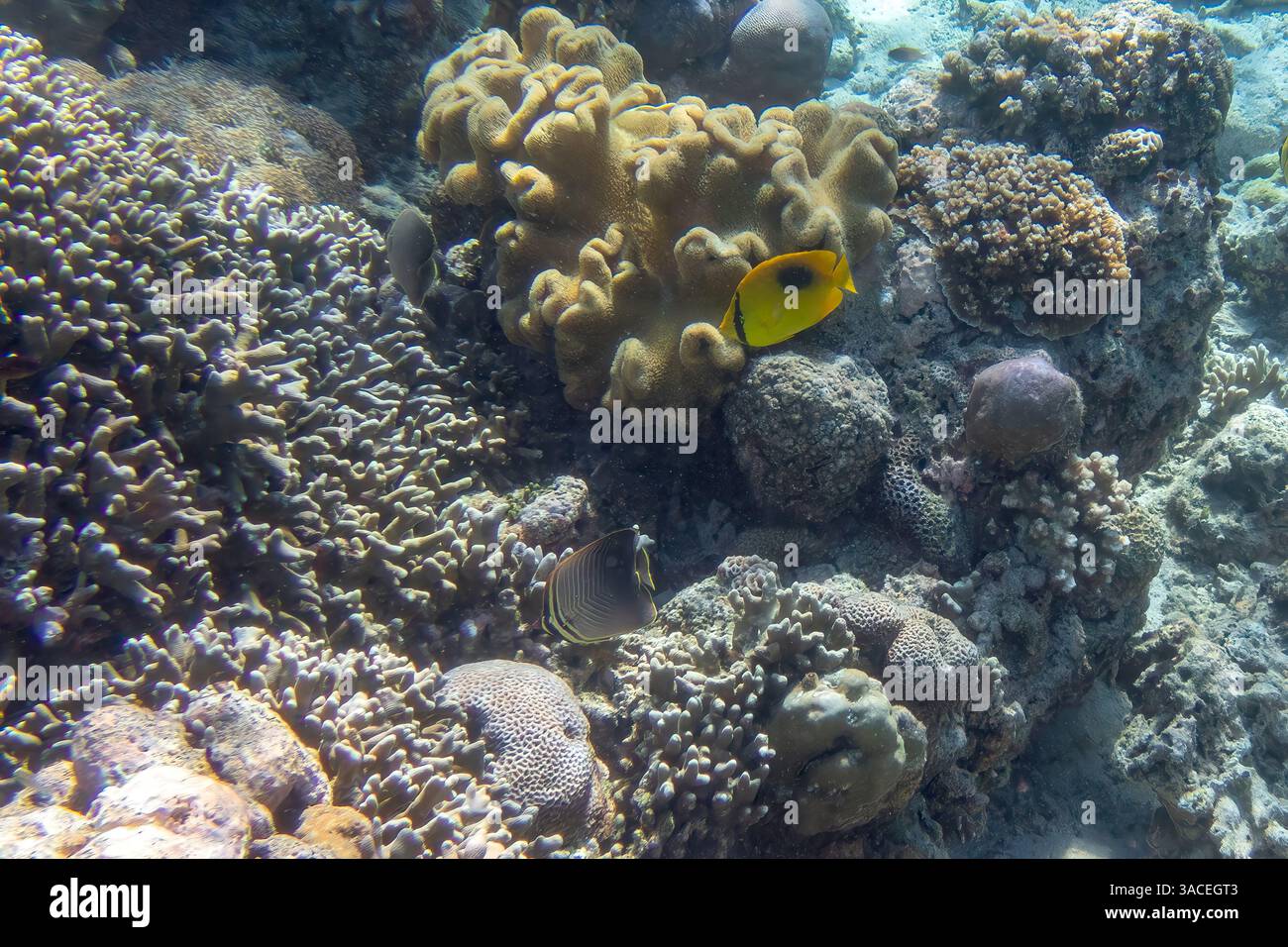 Mirror Butterflyfish and Eastern Triangle Butterflyfish on Coral Reef ...
