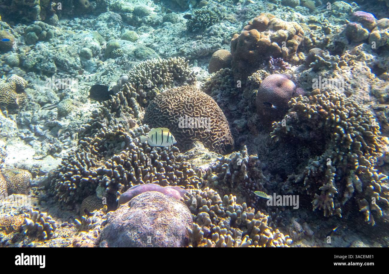 Convict Tang, Acanthurus triostegus on Coral Reef at Pulau Molana ...