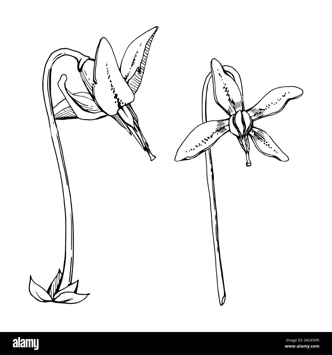 Cranberry pink lily flower bud on long stalk stem, wildflower ...