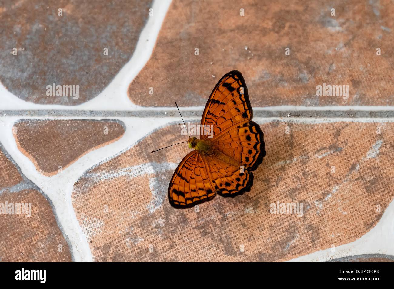 Small Leopard Butterfly, Phalanta alcippe on Pulau Sawai, Spice Islands ...