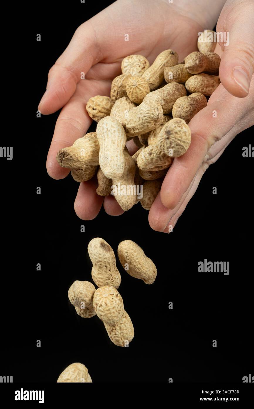 Hands pouring whole unpeeled peanuts, black background Stock Photo - Alamy