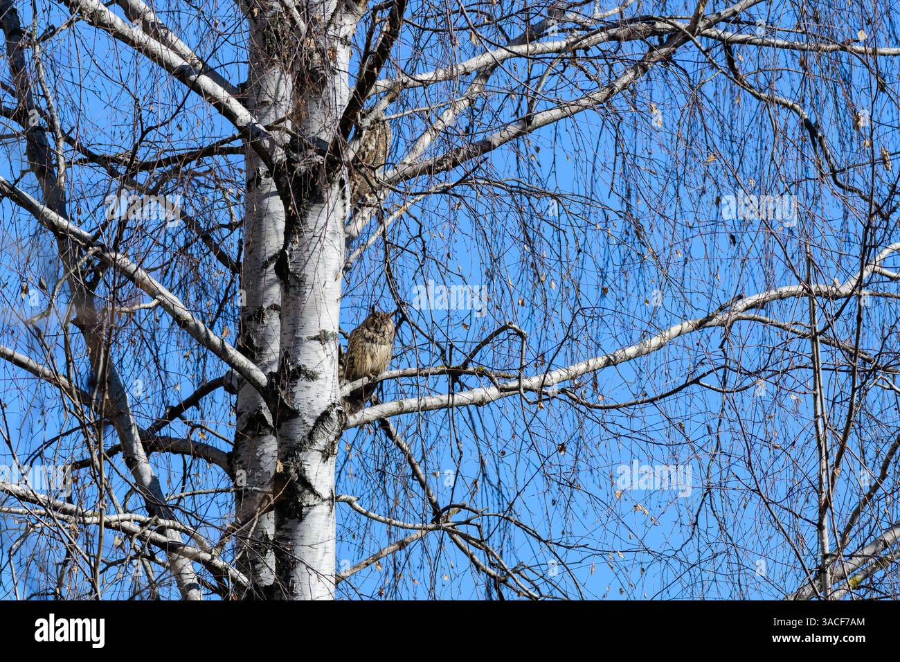 Long-eared Owl (Asio otus) Camouflaged on Tree Branch During Daylight ...