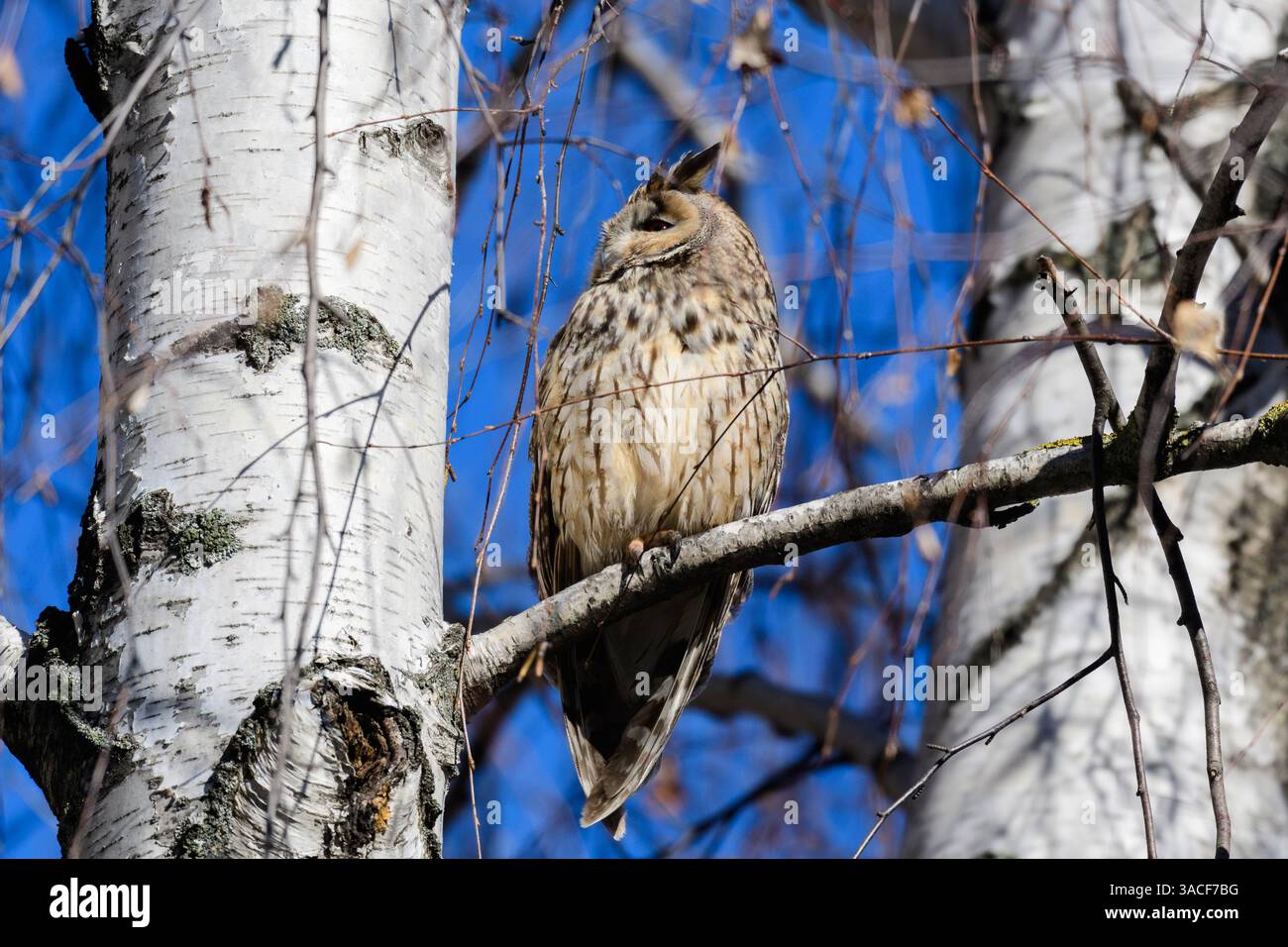 Long-eared Owl (Asio otus) Camouflaged on Tree Branch During Daylight ...