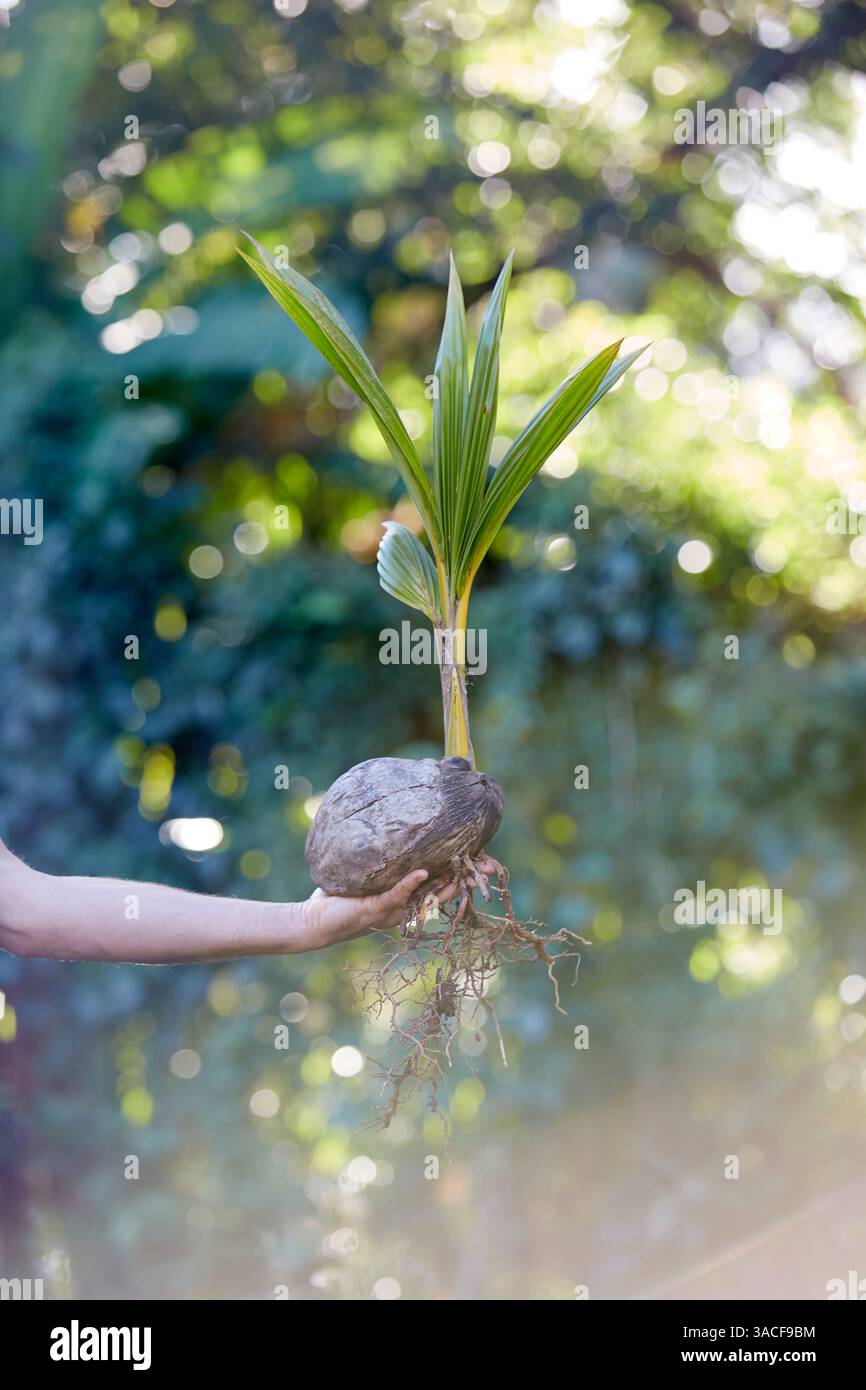 Coconut Sprout on Farm in Hawaii Stock Photo - Alamy
