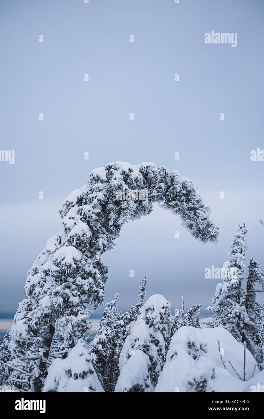 Snow covered tree with a bent curved trunk in frozen winter scene Stock ...