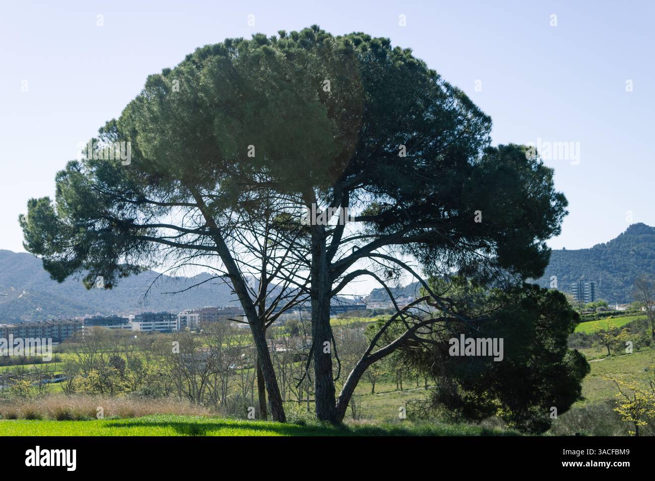 Umbrella-shaped crown of a stone pine tree overlooking a residential ...