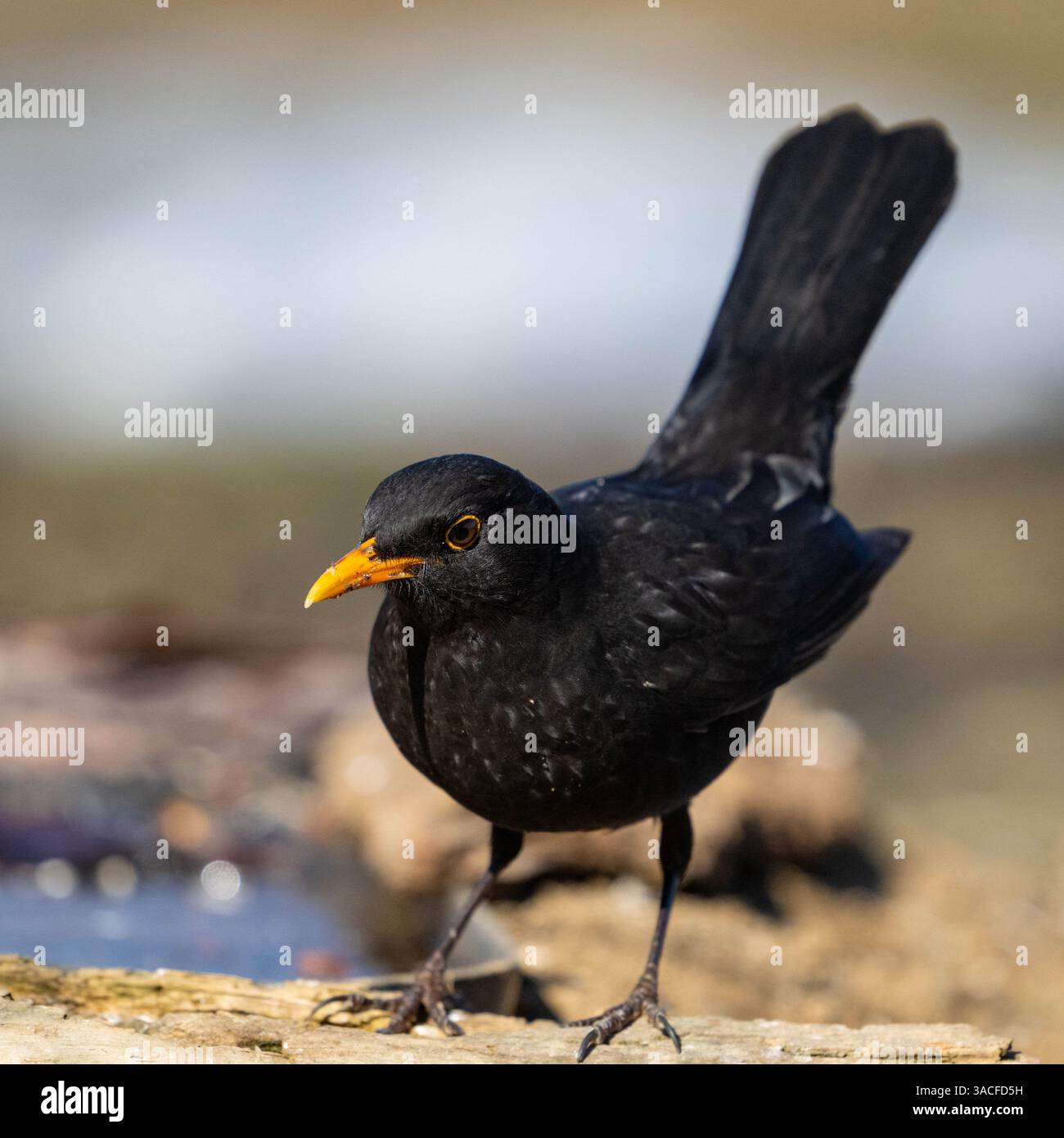 Common blackbird Turdus merula in the wild. The bird stands on the ...