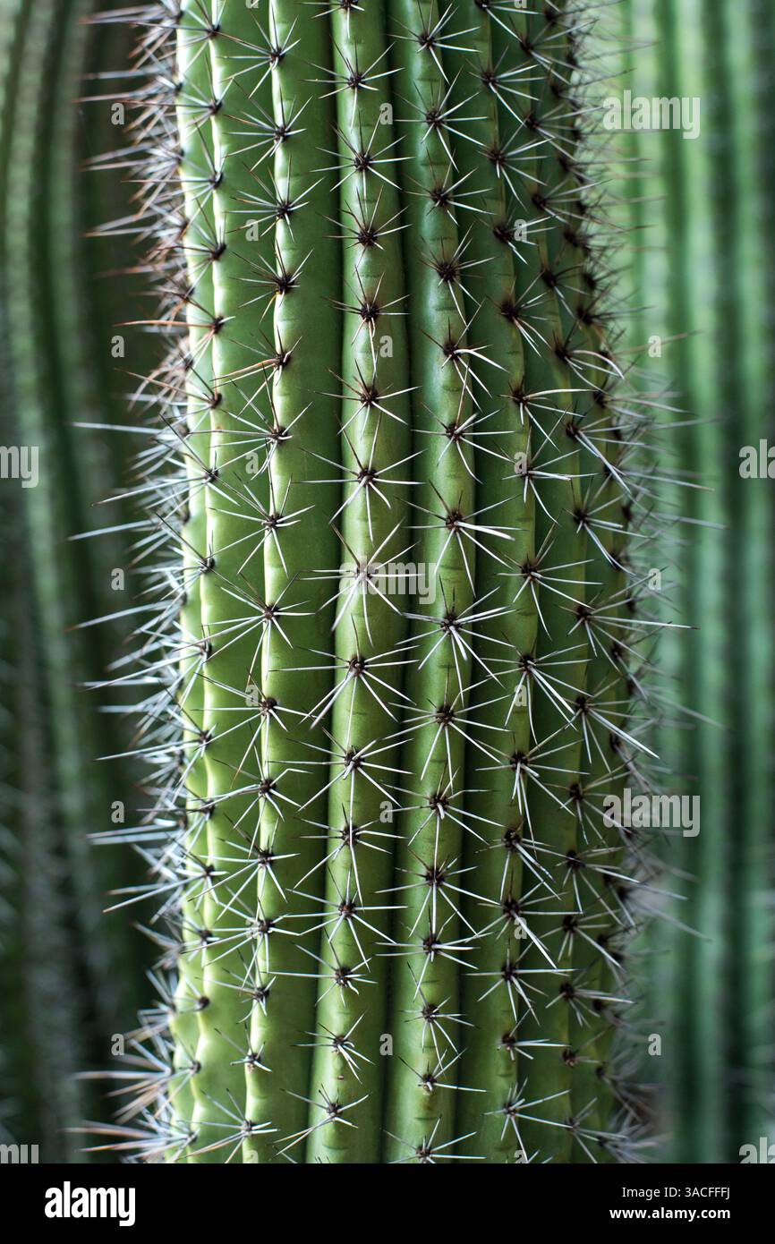 Detail of cactus spines on organ pipe cactus Stock Photo - Alamy