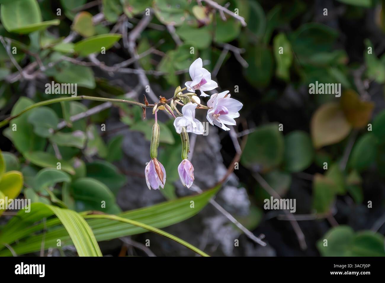 Philippine Ground Orchid, Spathoglottis plicata on Limestone Karst ...