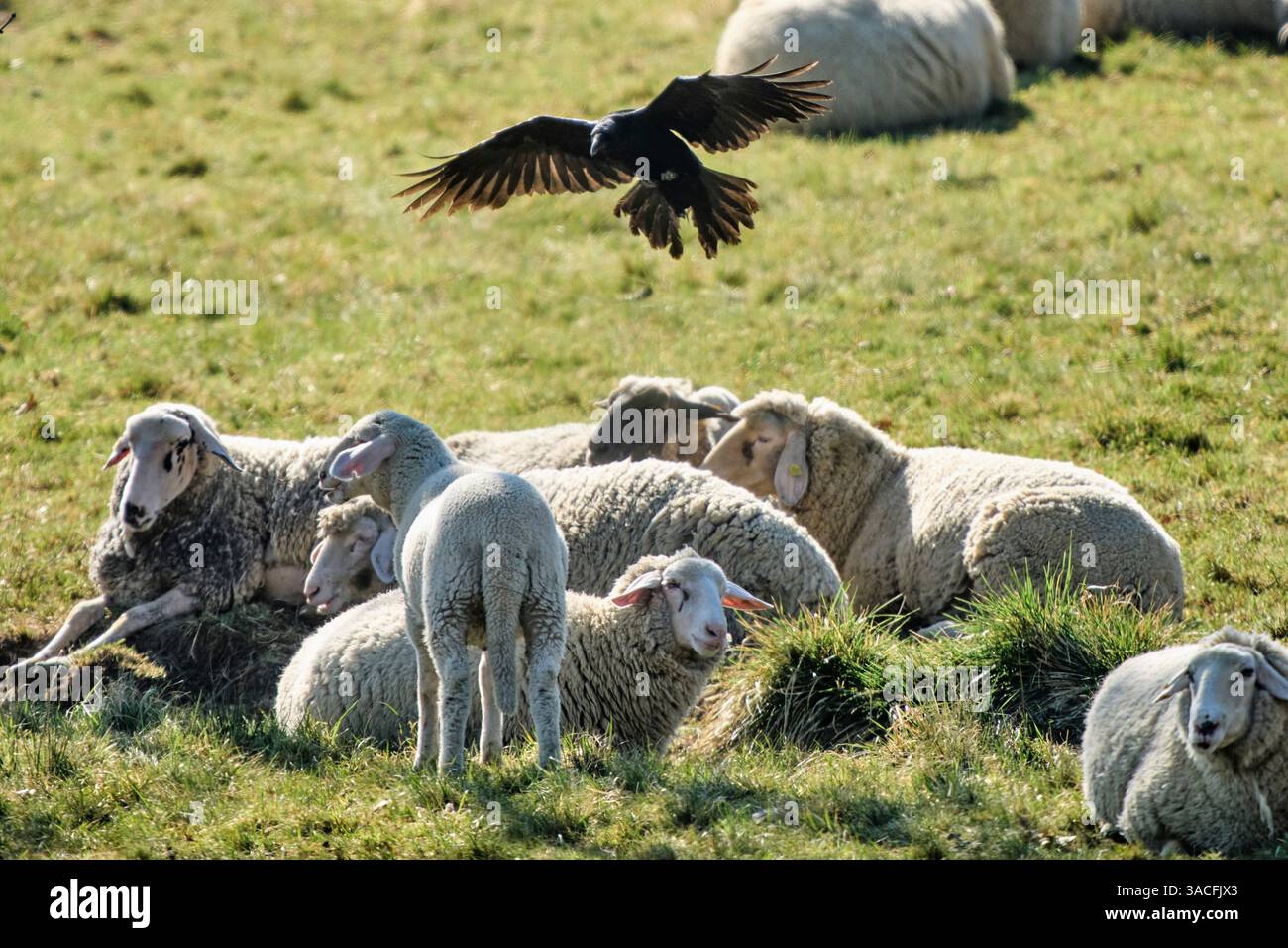 A crow flies over sheep in Eschbach near Frankfurt, Germany, Friday ...