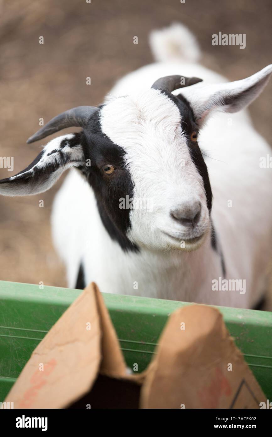 Domestic goat looking over fence hi-res stock photography and images ...