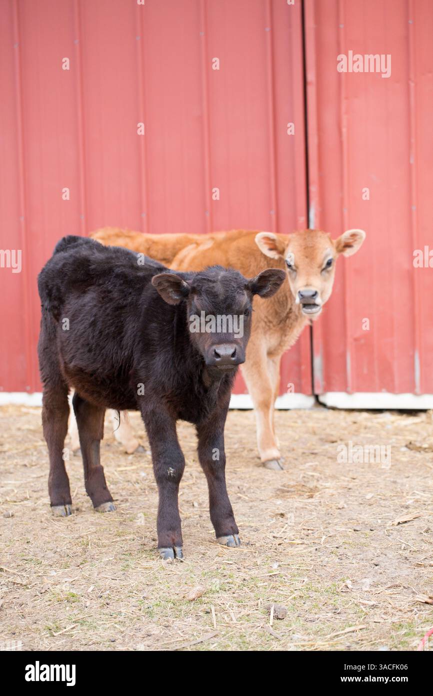 Two cows stand near hi-res stock photography and images - Alamy