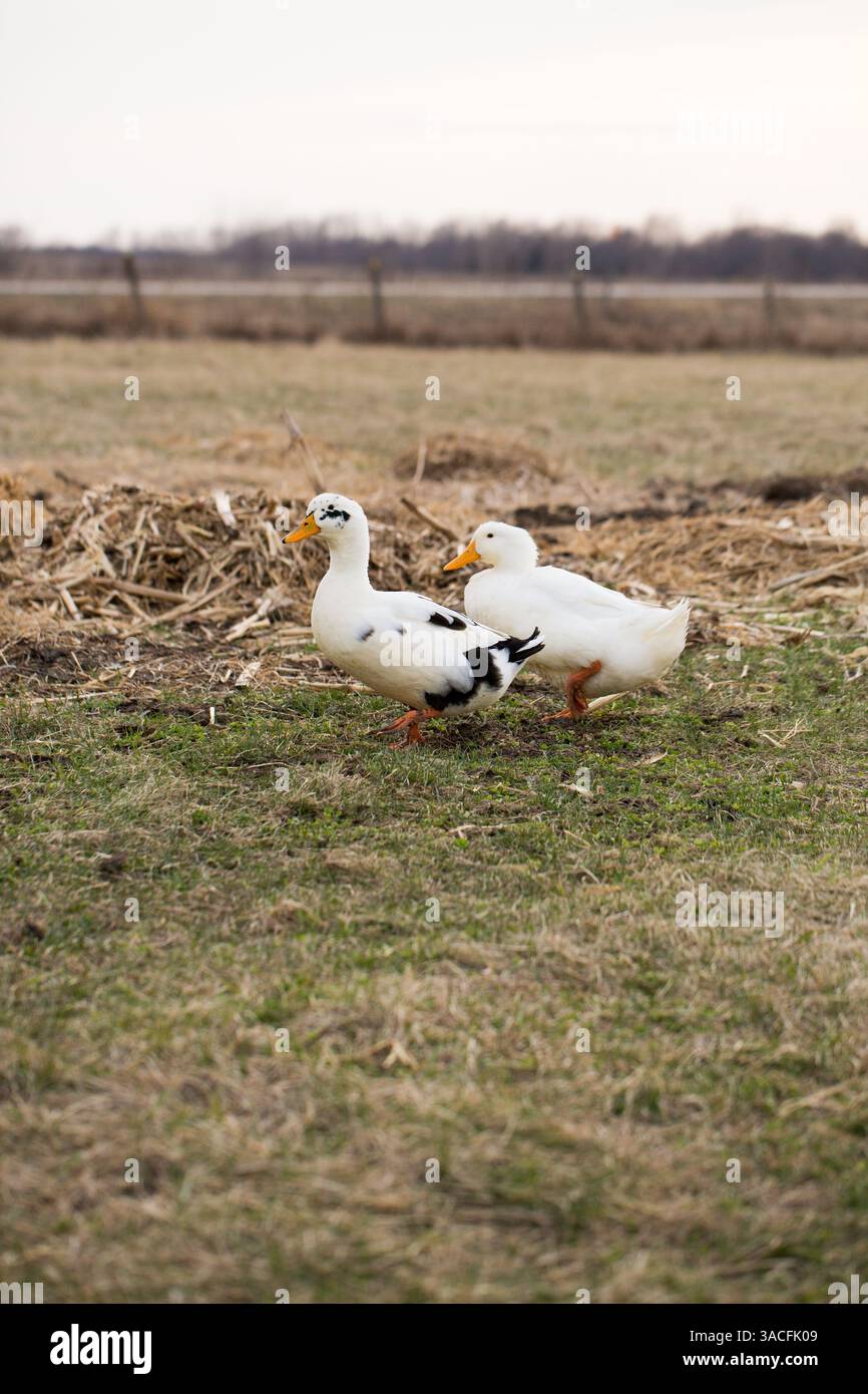 Two ducks walking on a grassy farm field near hay piles Stock Photo - Alamy