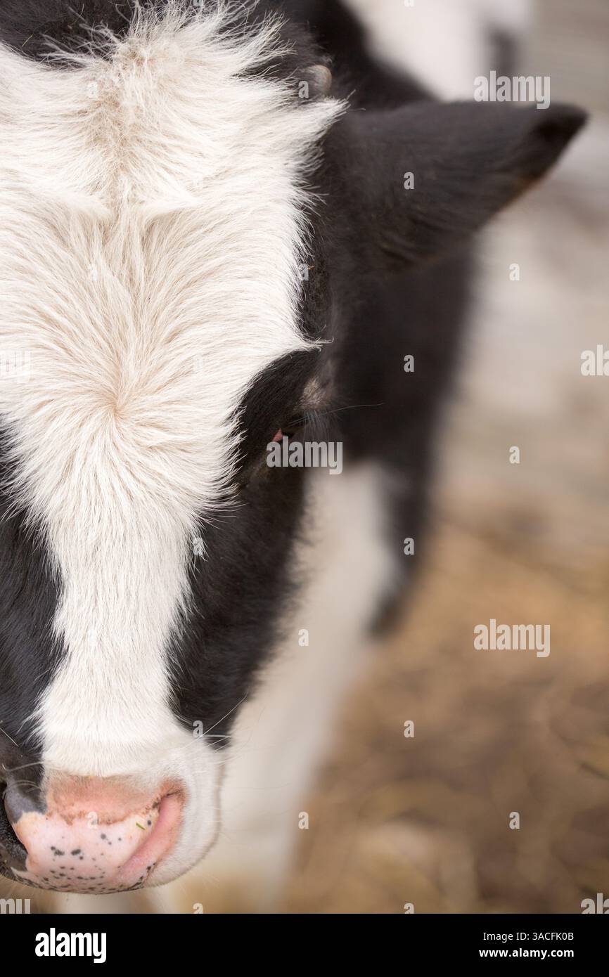 Close-up of a black-and-white Holstein calf's face on a farm Stock ...