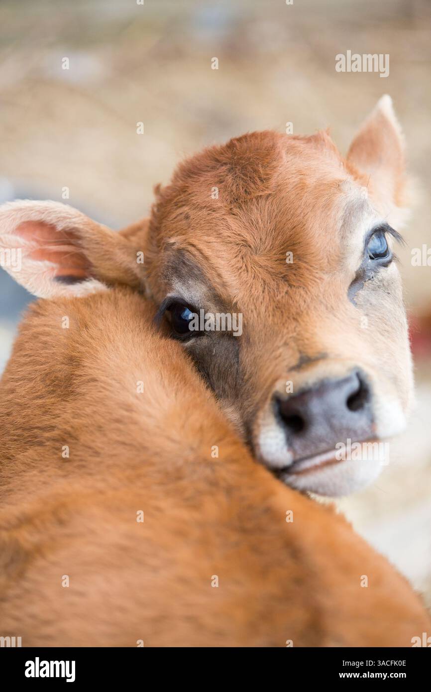 Close-up of a young brown calf looking back with gentle eyes Stock ...