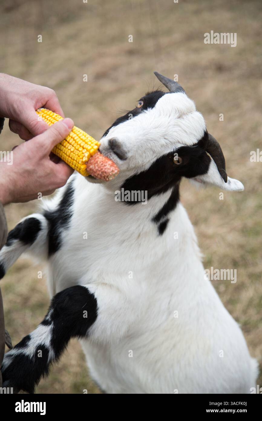 Black-and-white goat eagerly bites corn from a person's hand Stock ...