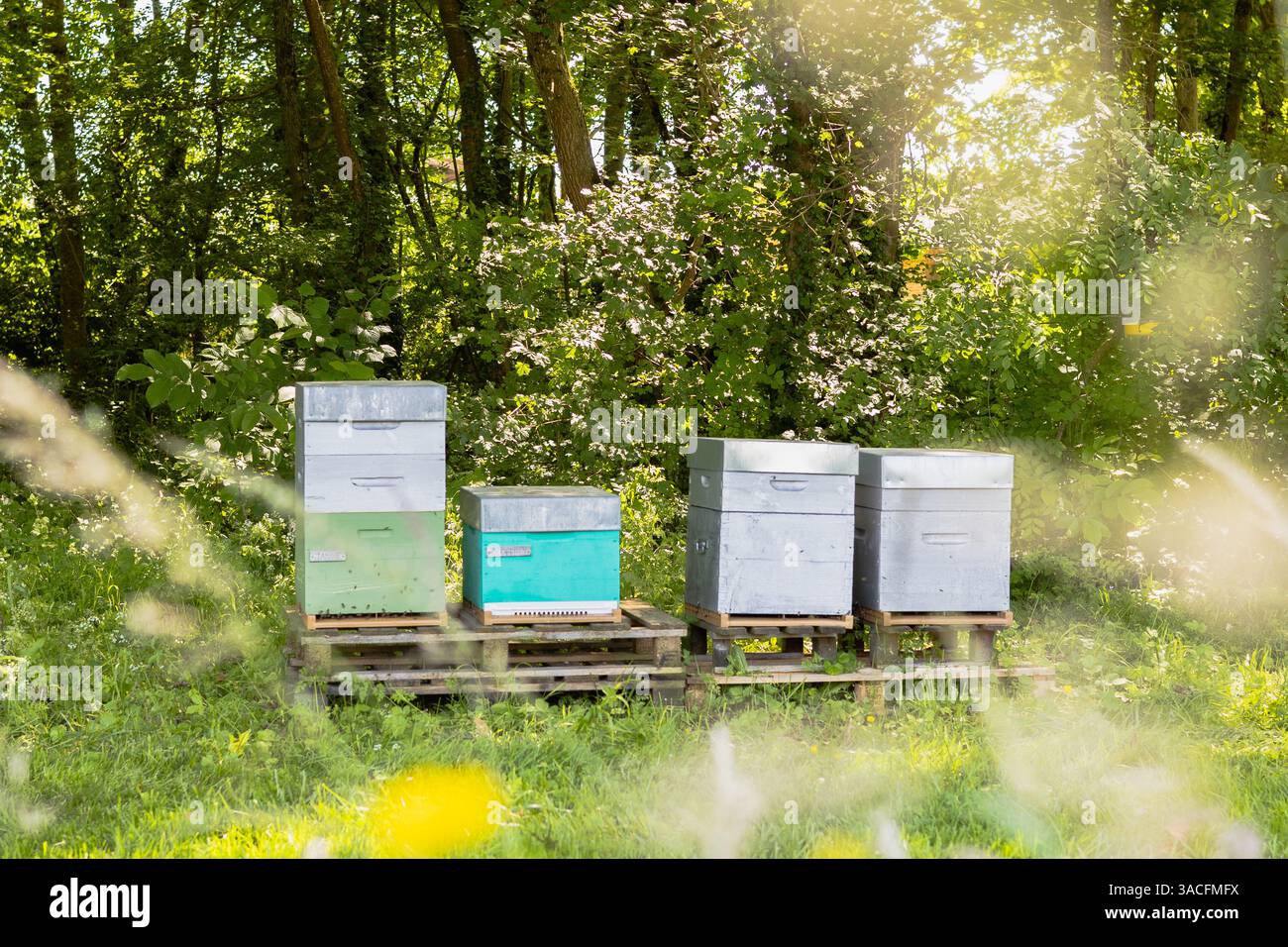 Bee hives france hi-res stock photography and images - Alamy