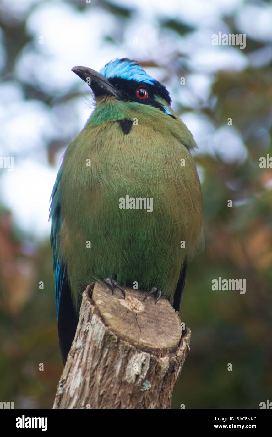 Andean motmot momotus aequatorialis tropical hi-res stock photography ...