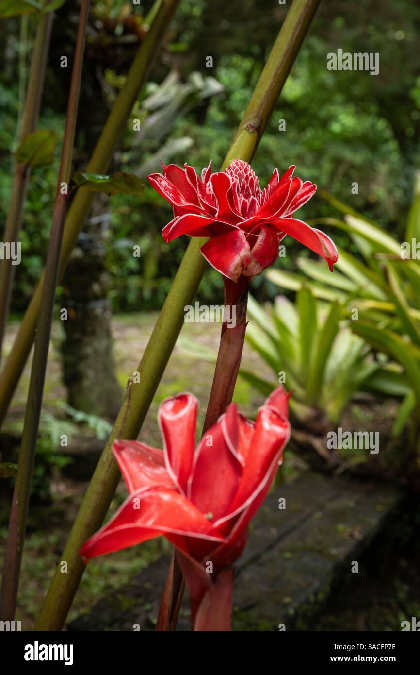 Beautiful colorful red flower in green rainforest area Stock Photo - Alamy