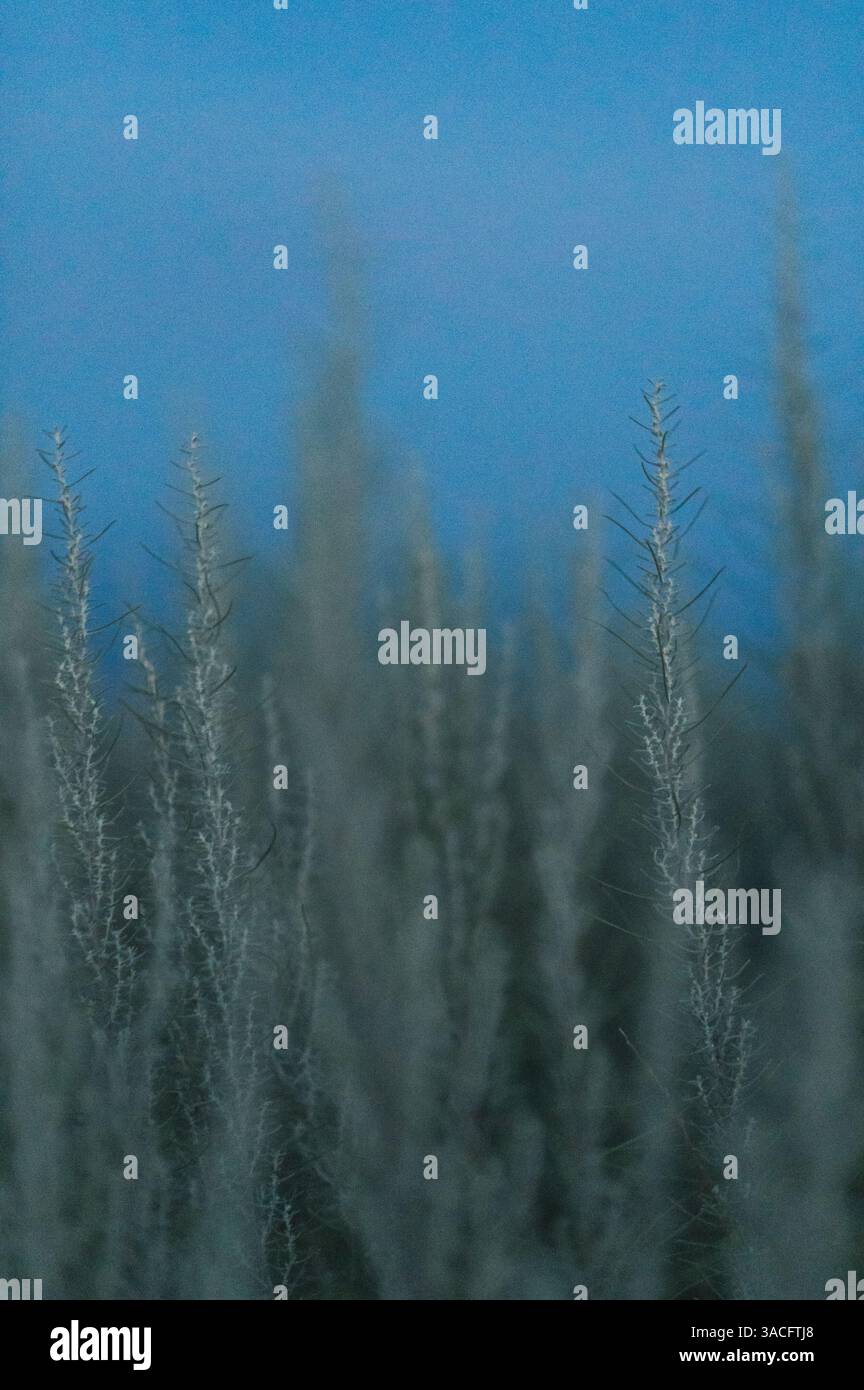 Soft Desert Flora Against a Cool Twilight Sky Stock Photo - Alamy