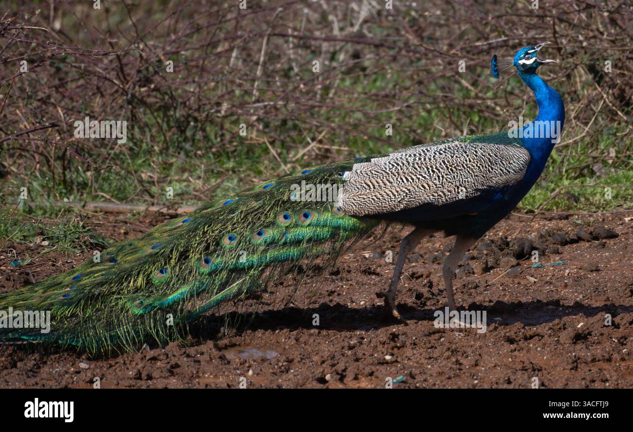 Peacock strutting and yelling in a field Stock Photo - Alamy