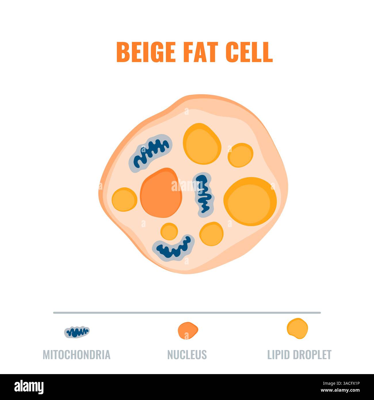 Adipose tissue showing beige fat cell with mitochondria and nucleus ...
