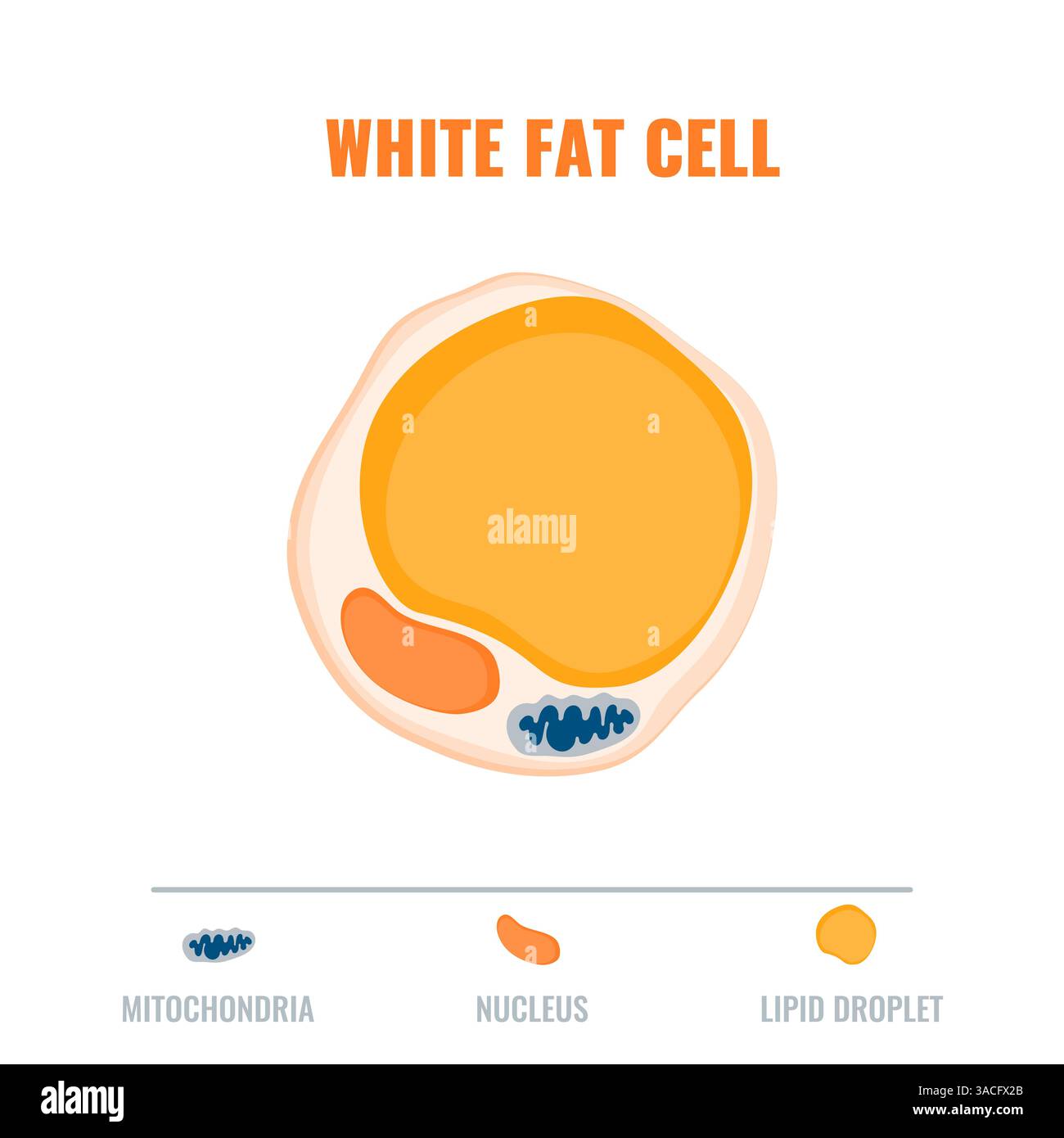 Adipose tissue showing white fat cell with mitochondria and nucleus ...