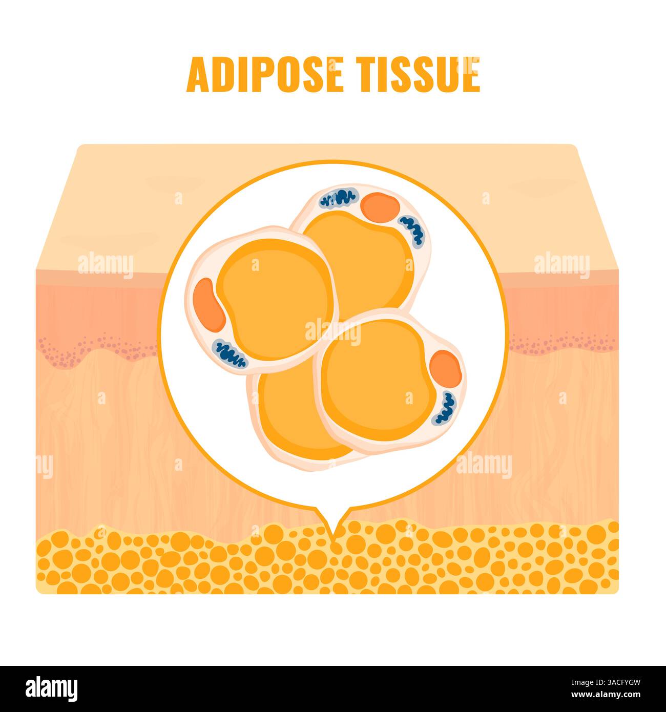 Adipose tissue browning showing white, brown, beige fat cells involved ...