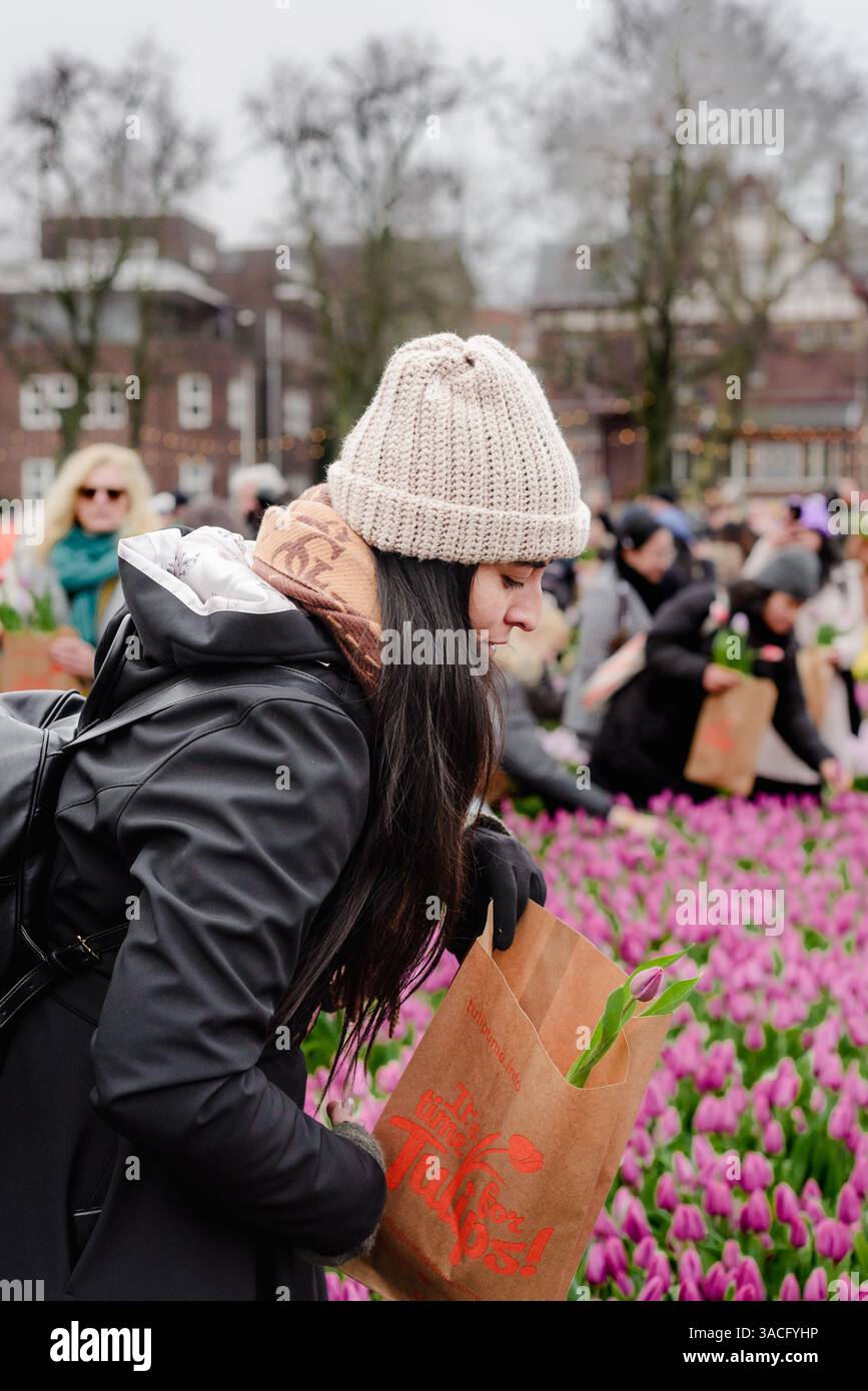 Woman picking Tulips with paper Bag at National Tulip Day in Amsterdam ...