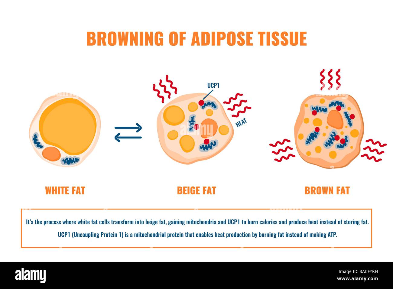 Adipose tissue browning showing white, brown, beige fat cells involved in thermogenesis ...